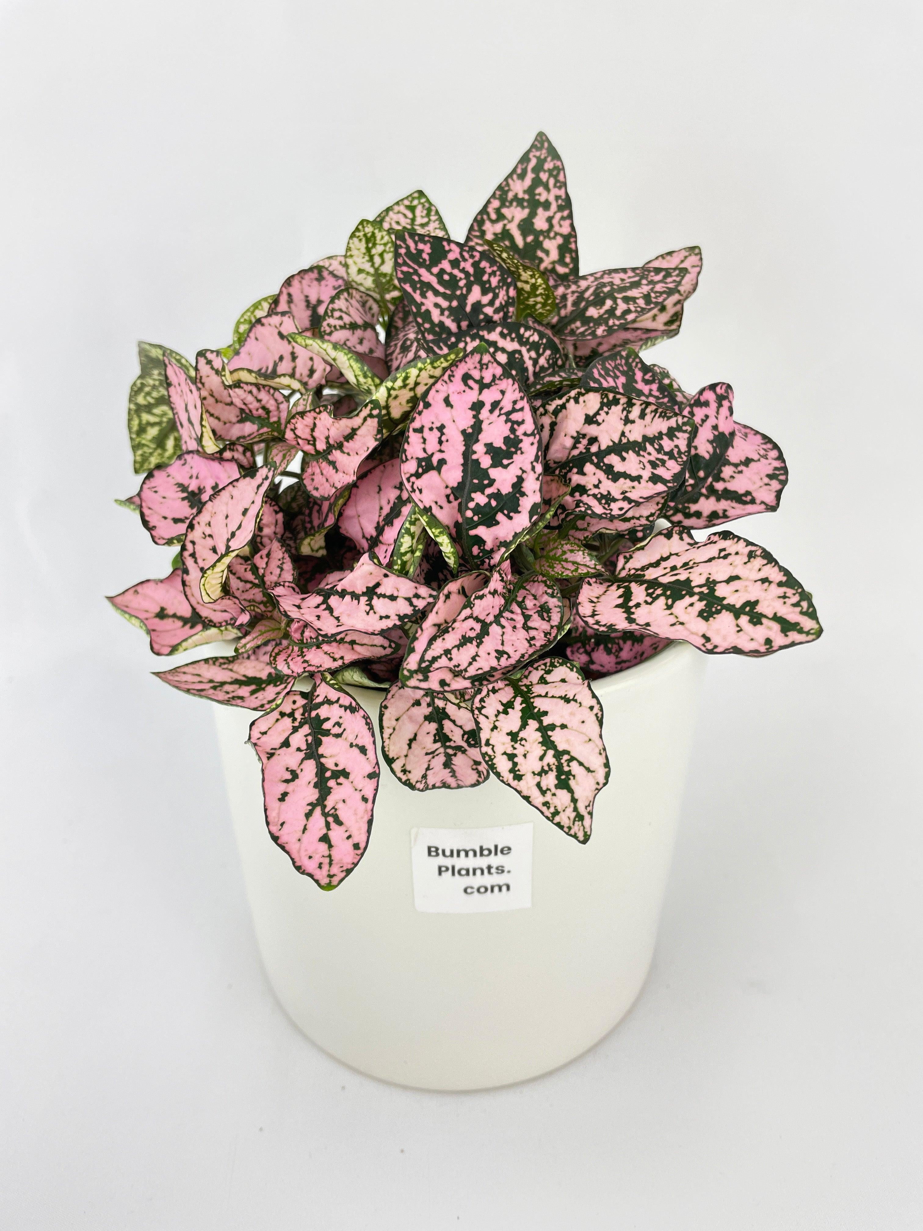 Bumble Plants Pink Polka Dot Live Plants in 4" Nursery Pots - Walmart.com