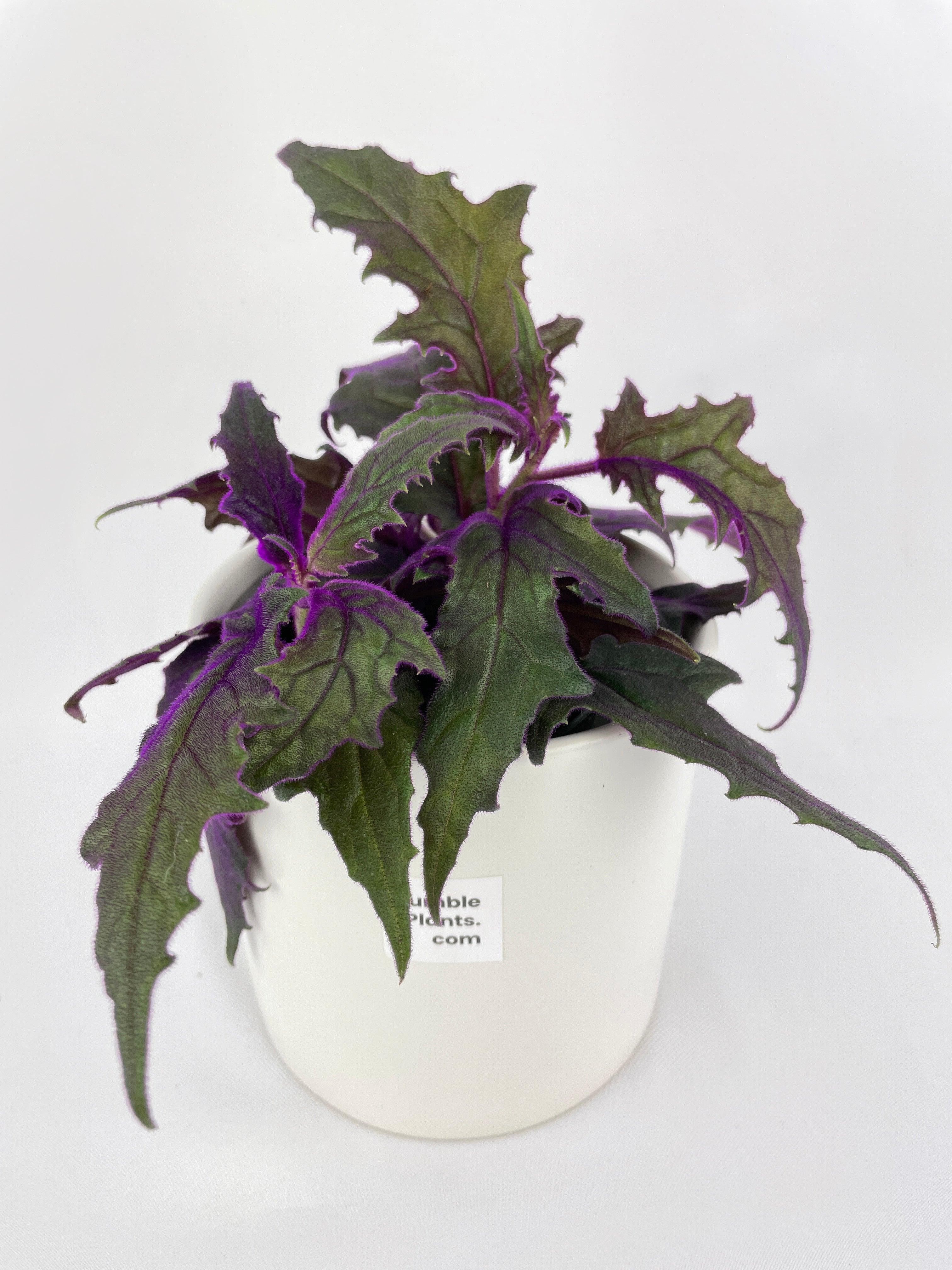Bumble Plants Purple Passion Gynura Aurantiaca, Furry Green Leaves ...