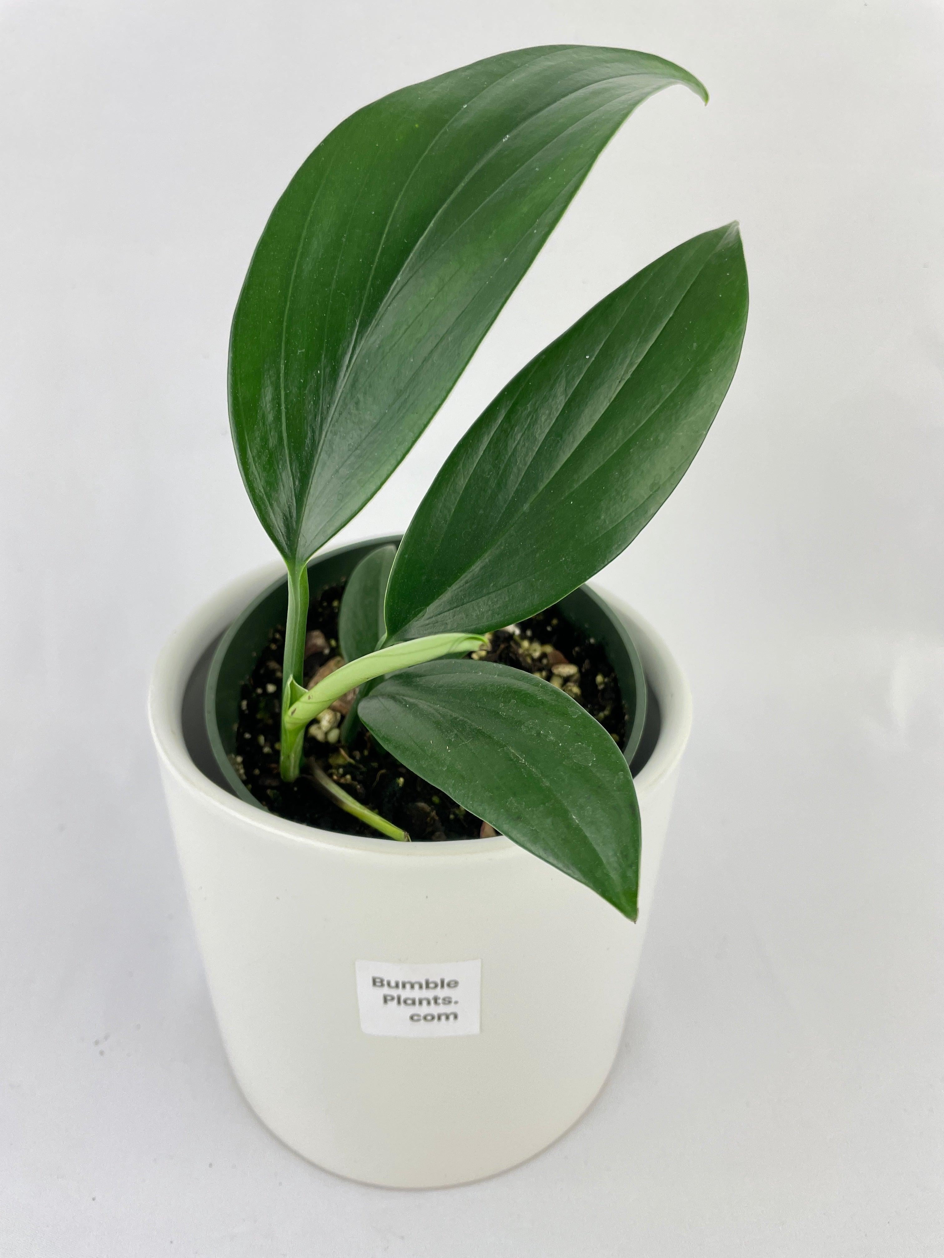 Bumble Plants Rhaphidophora Decursiva - Full Live Colorful Houseplant ...