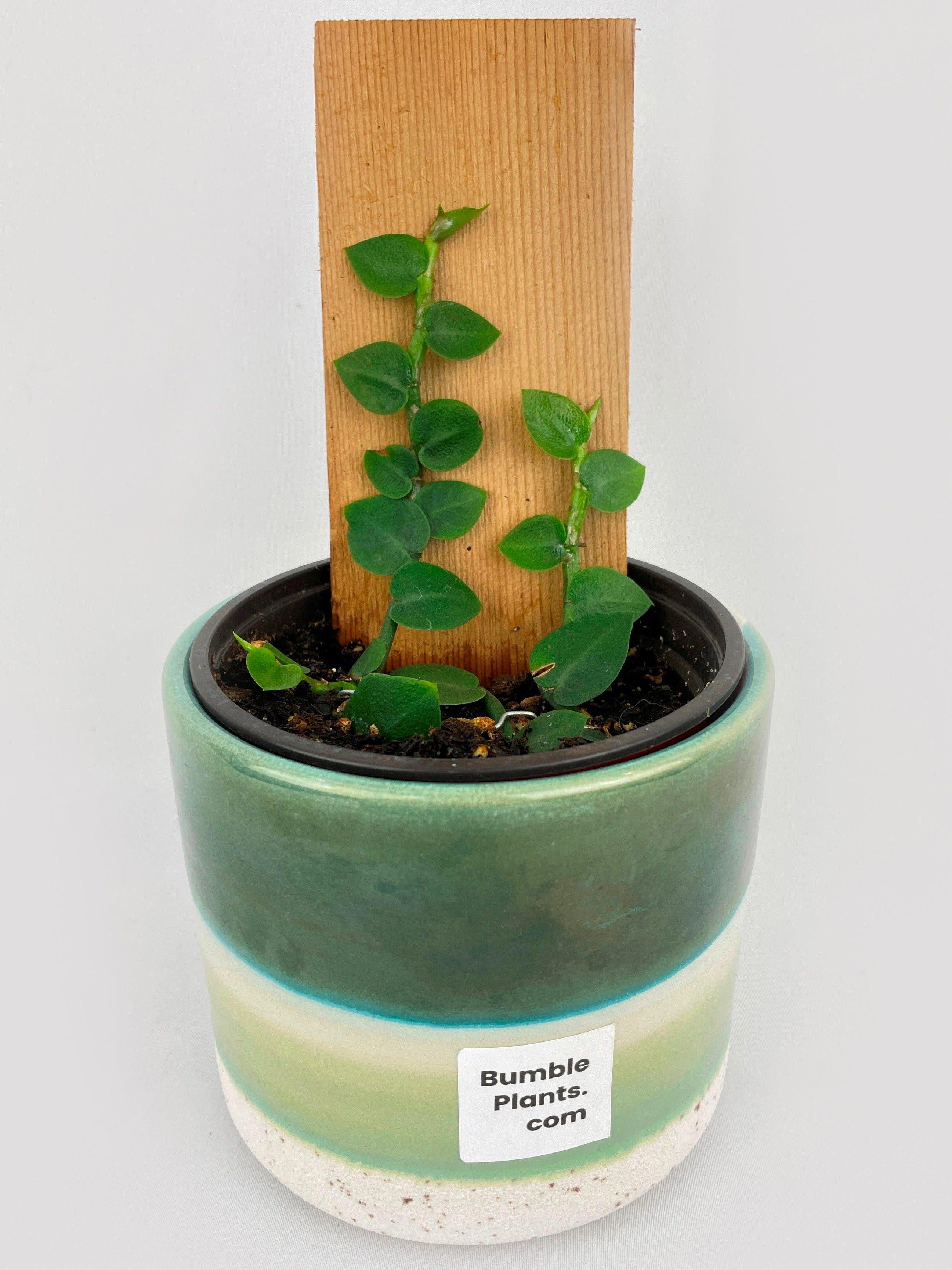 Bumble Plants Rhaphidophora Hayi [Live Plant - shipped in nursery pot ...