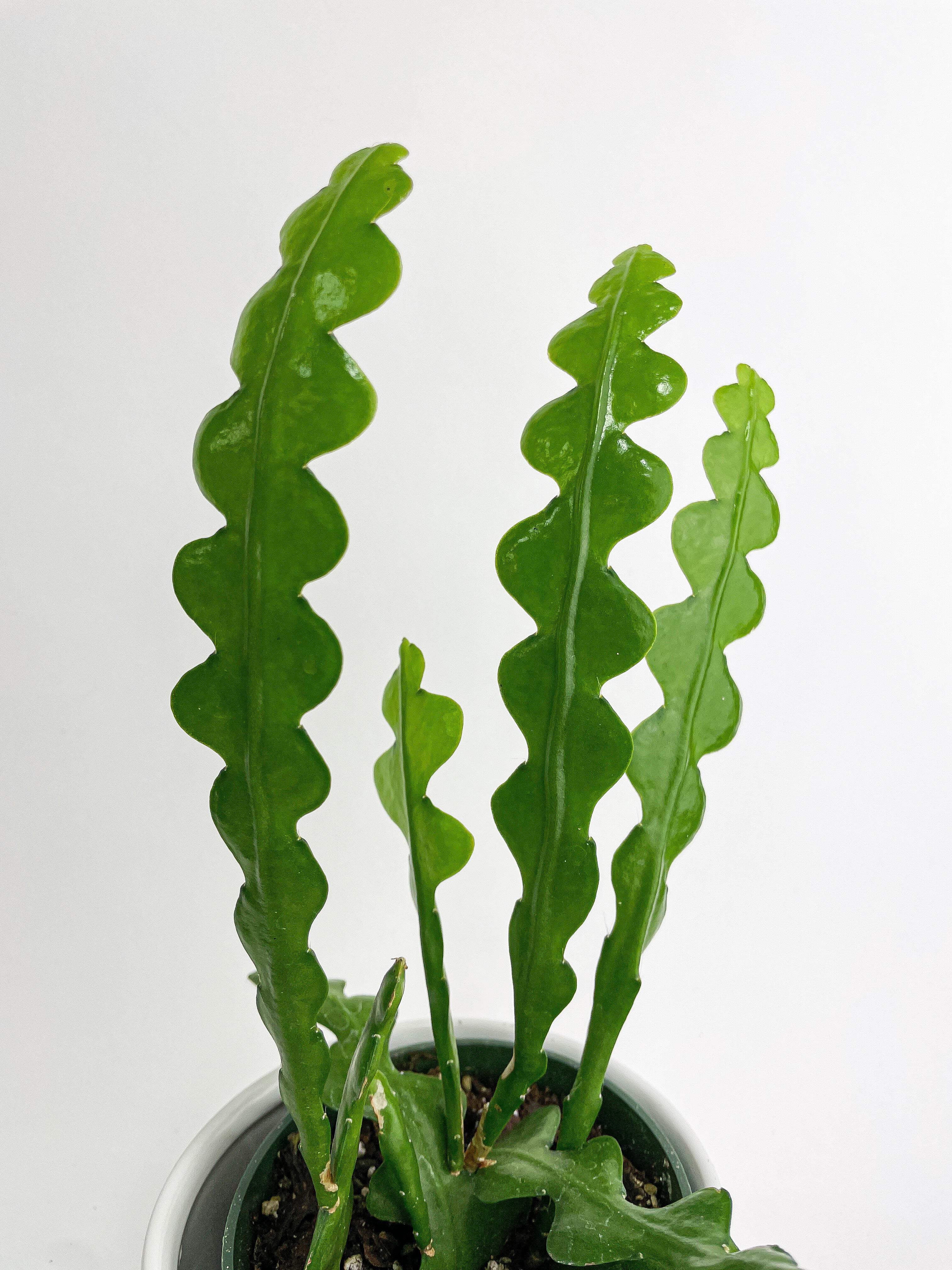 Bumble Plants Ric Rac Fishbone Cactus [Live Plant - shipped in nursery ...