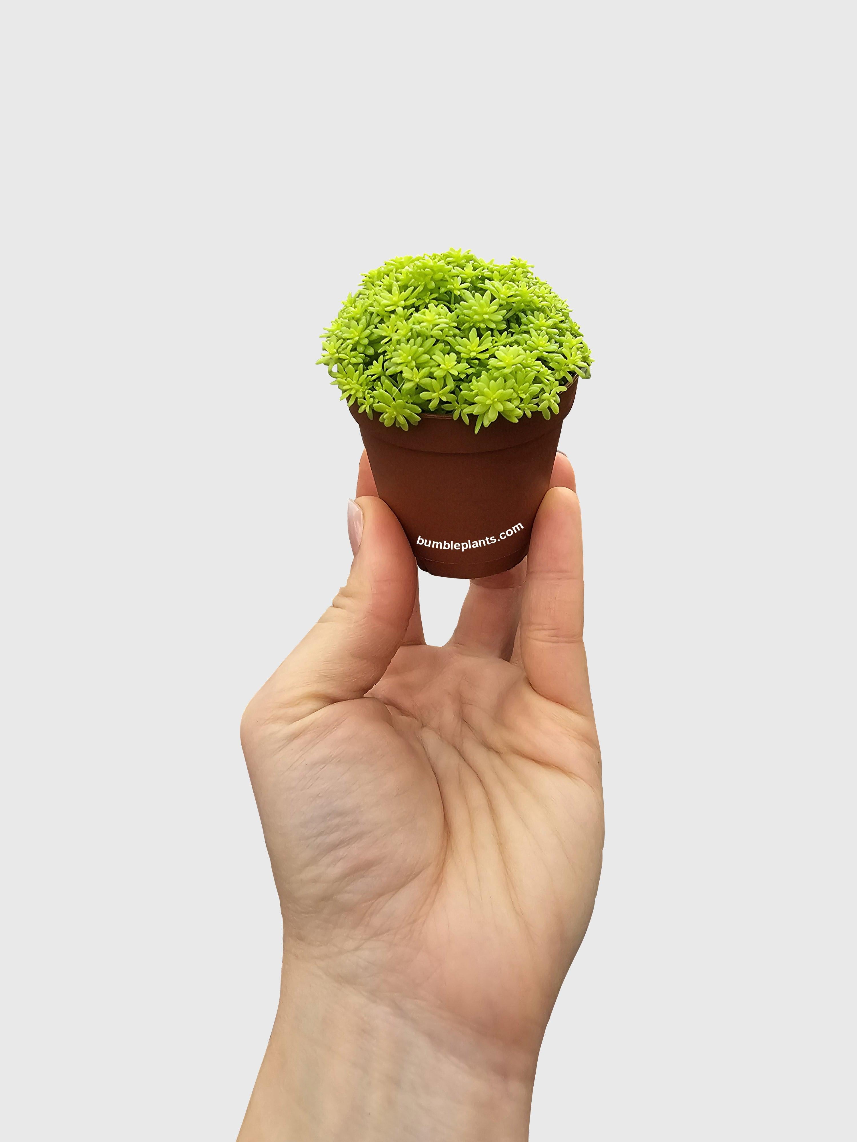 Bumble Plants Sedum Japonicum 'Tokyo Sun' (Tokyo Sun Stonecrop) - Full ...