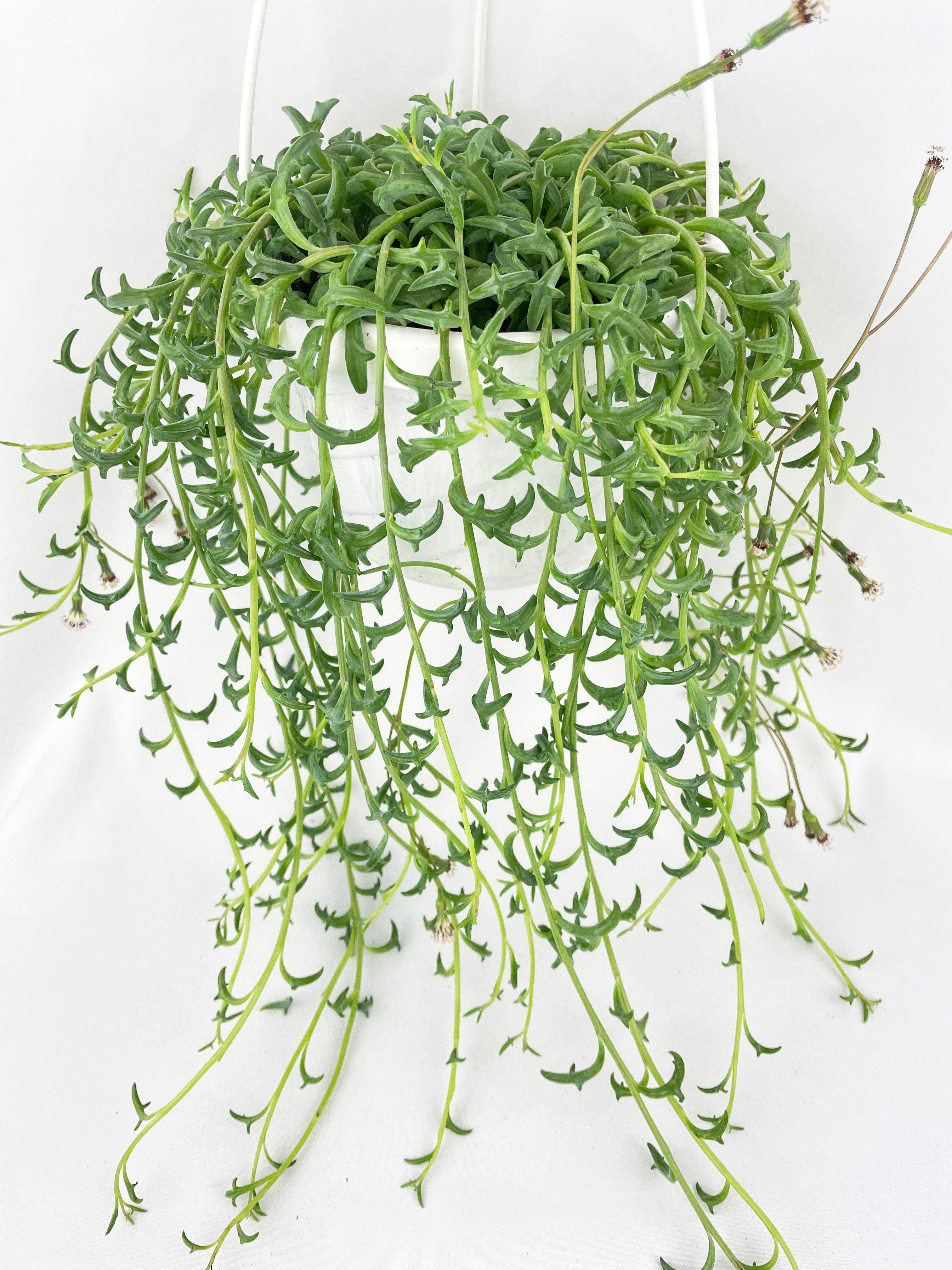 Bumble Plants String of Dolphins - Full Live Colorful Houseplant in ...