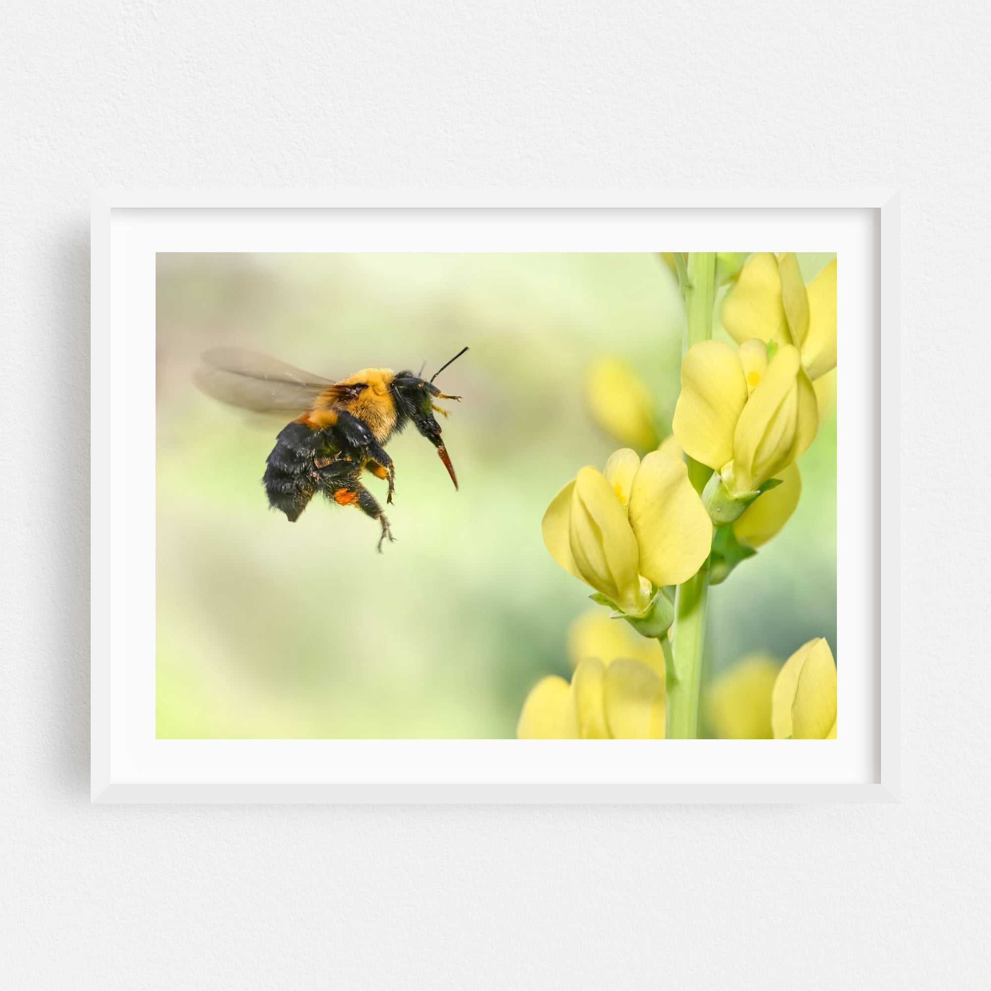 Bumblebee at yellow Baptisia - Photography Insect Wildlife Nature ...