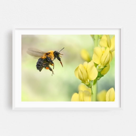 Bumblebee at yellow Baptisia - Photography Insect Wildlife Nature ...