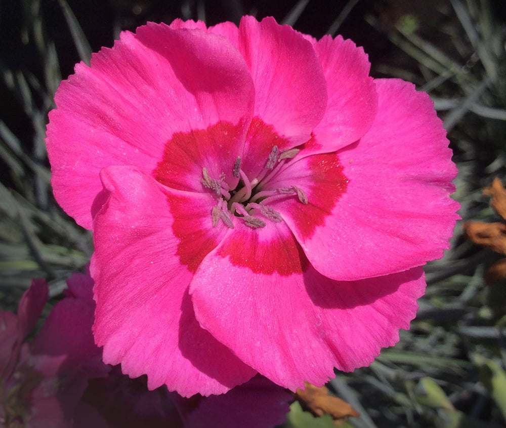Bumbleberry Pie Dianthus - Vivid Red and Pink Color - Quart Pot ...