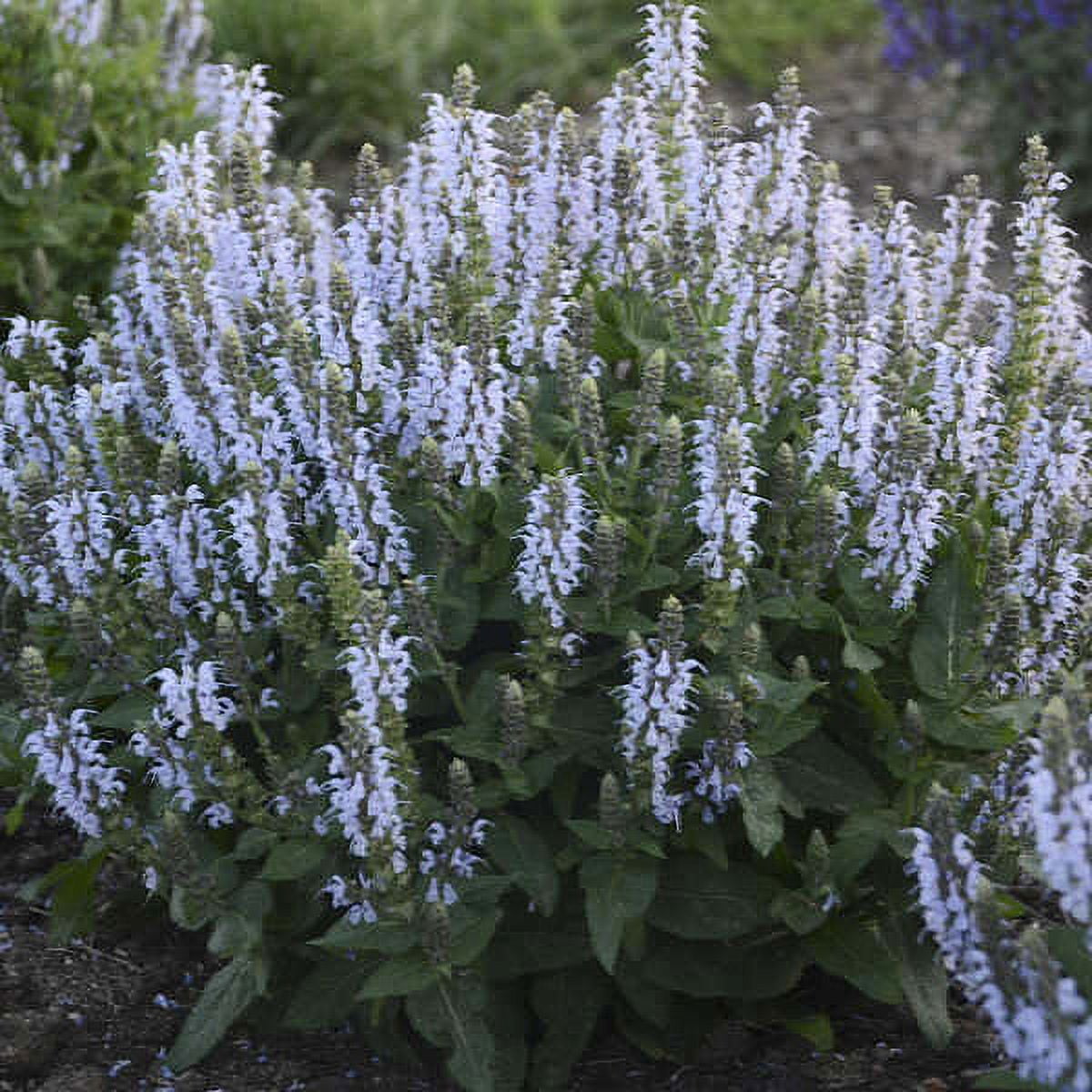 Bumblesky Meadow Sage - Salvia - Gallon Pot - Walmart.com