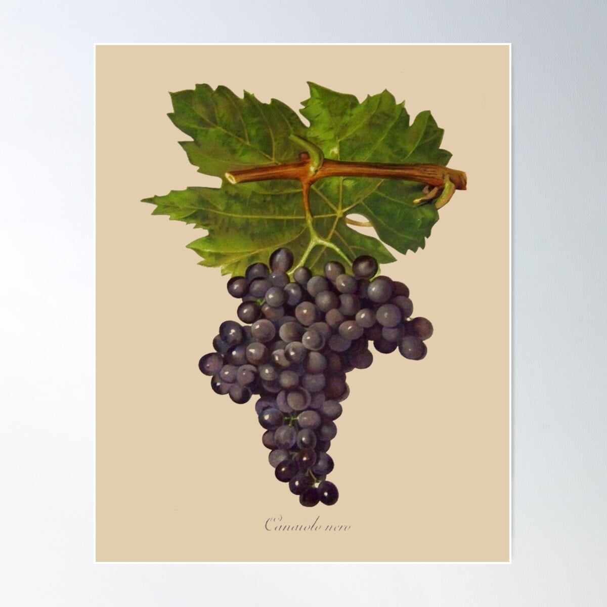 Bunch Of Grapes Poster Wall Art, Modern Wall Decor For Living Room ...