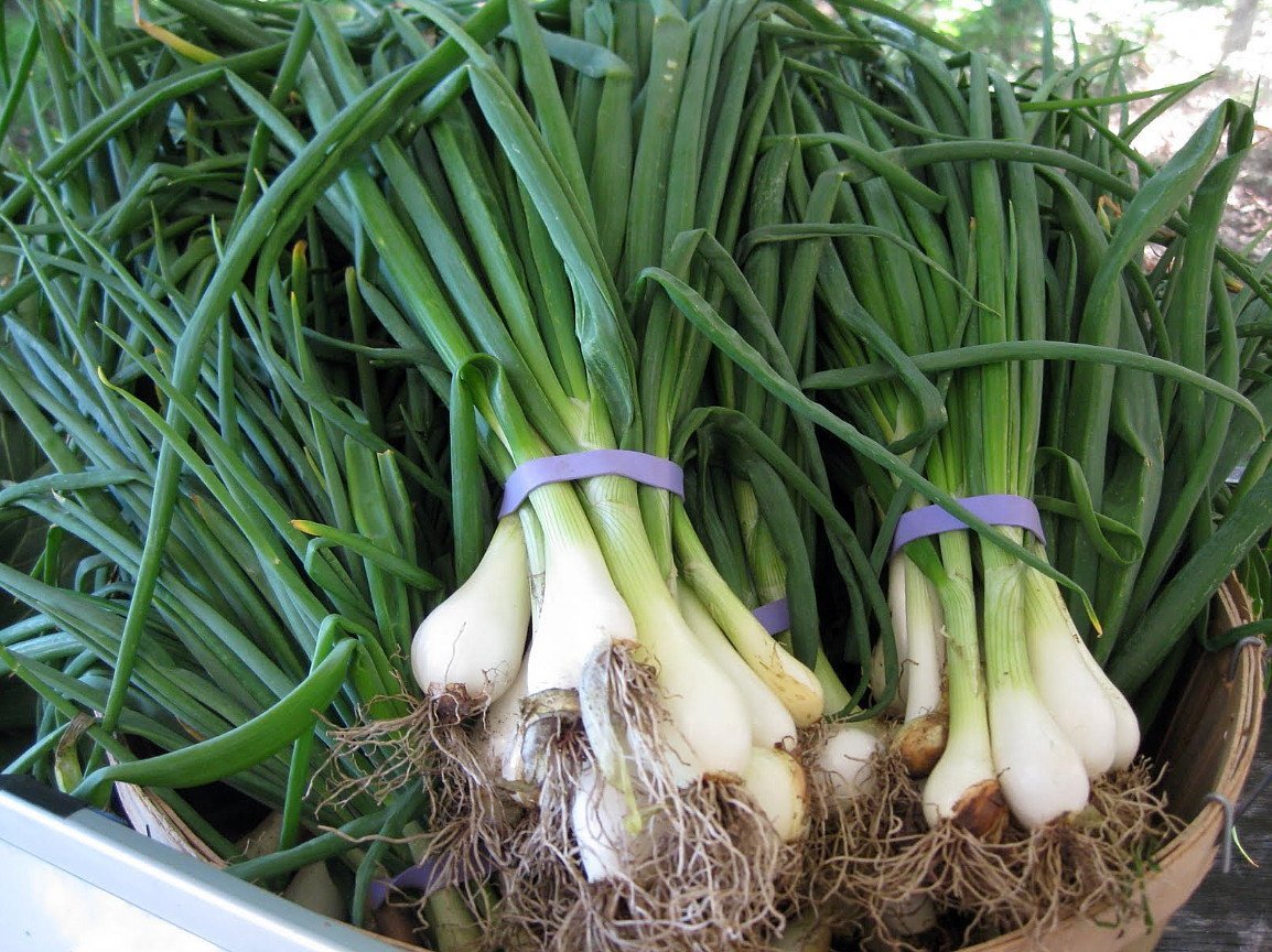 Bunching Onion Plants - 3" Pot with Multiple Live Plants - Walmart.com
