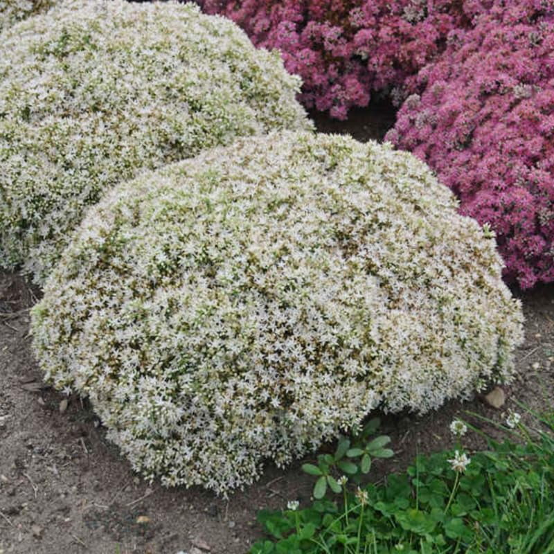 Bundle of Joy Sedum Flower Root - Grows Great in Dry Soil - Perfect for ...