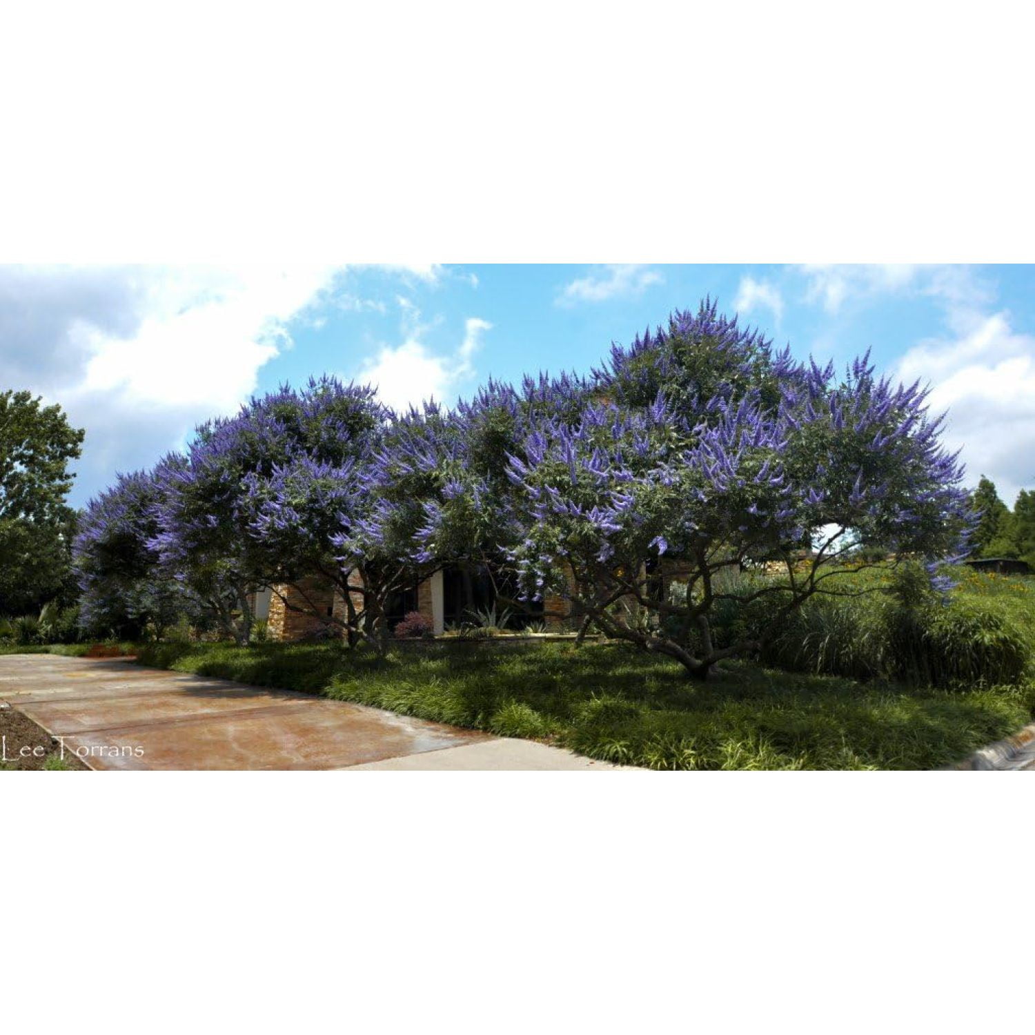 Bundle of 4 Texas Lilac Vitex Chaste Trees - Live Lilac Bush Plants ...