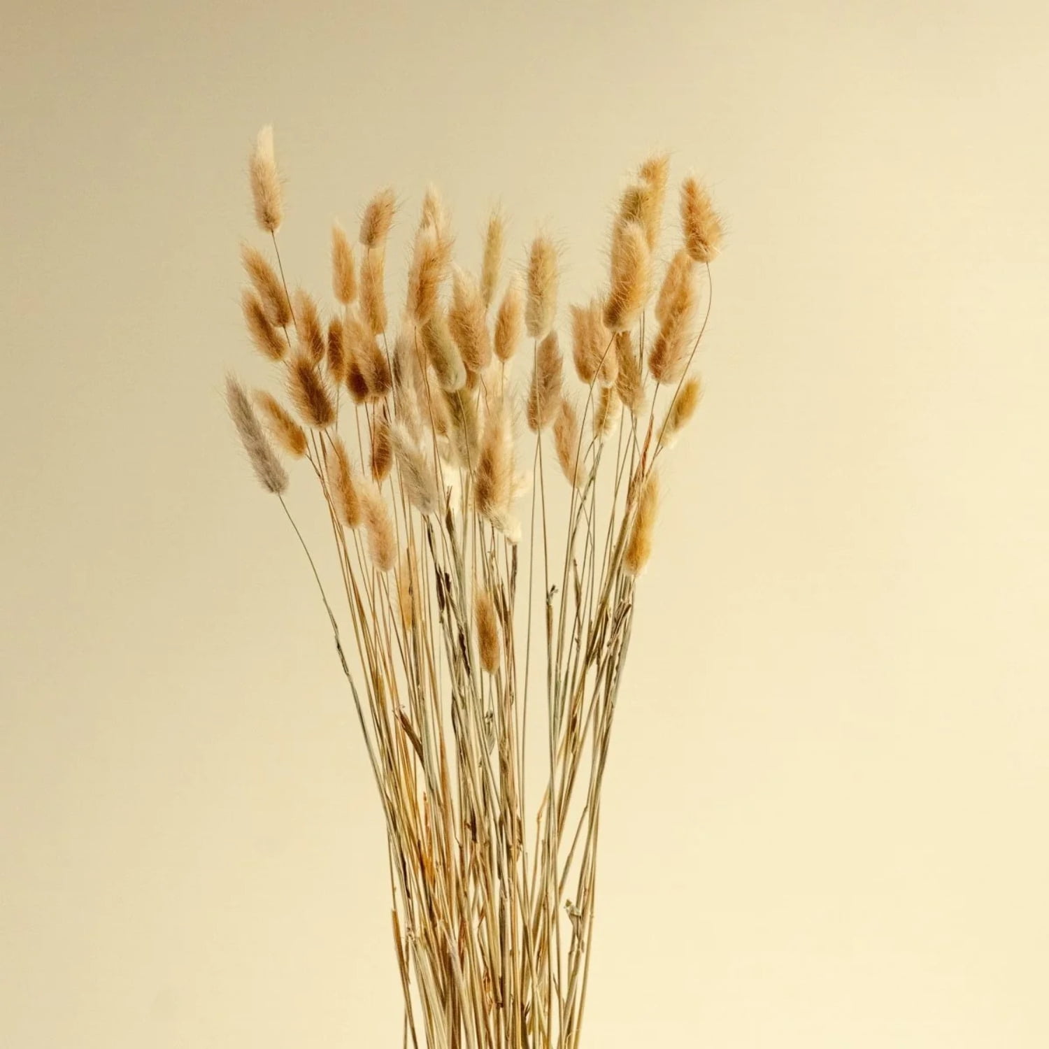 Bunny Tails (Natural) - Walmart.com