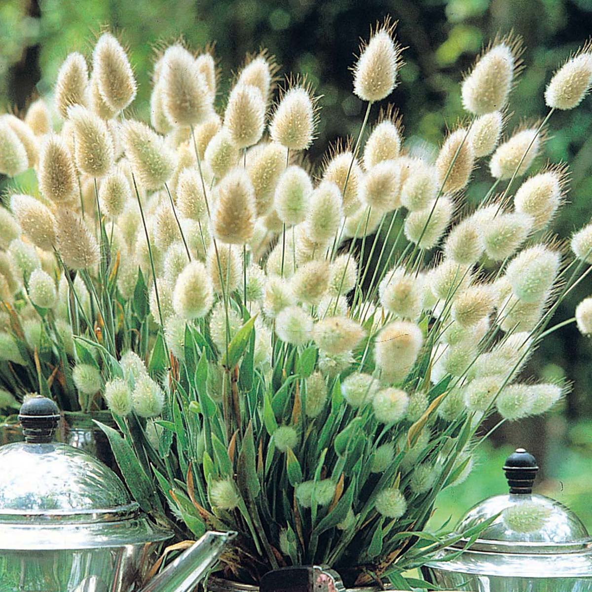 LIVE Bunny Tails Ornamental Grass - Lagurus ovatus - Outdoor Potted ...