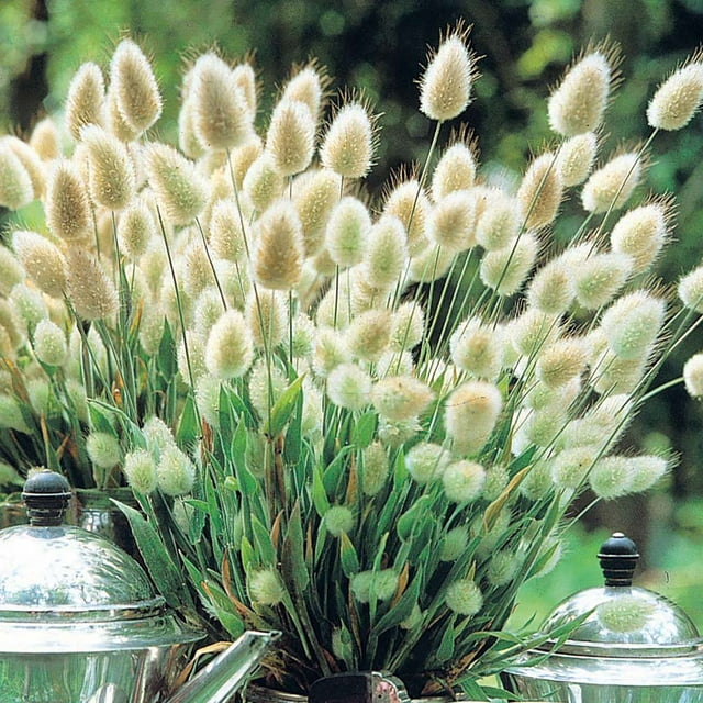 LIVE Bunny Tails Ornamental Grass - Lagurus ovatus - Outdoor Potted Perennial - 4" Pot - Walmart.com