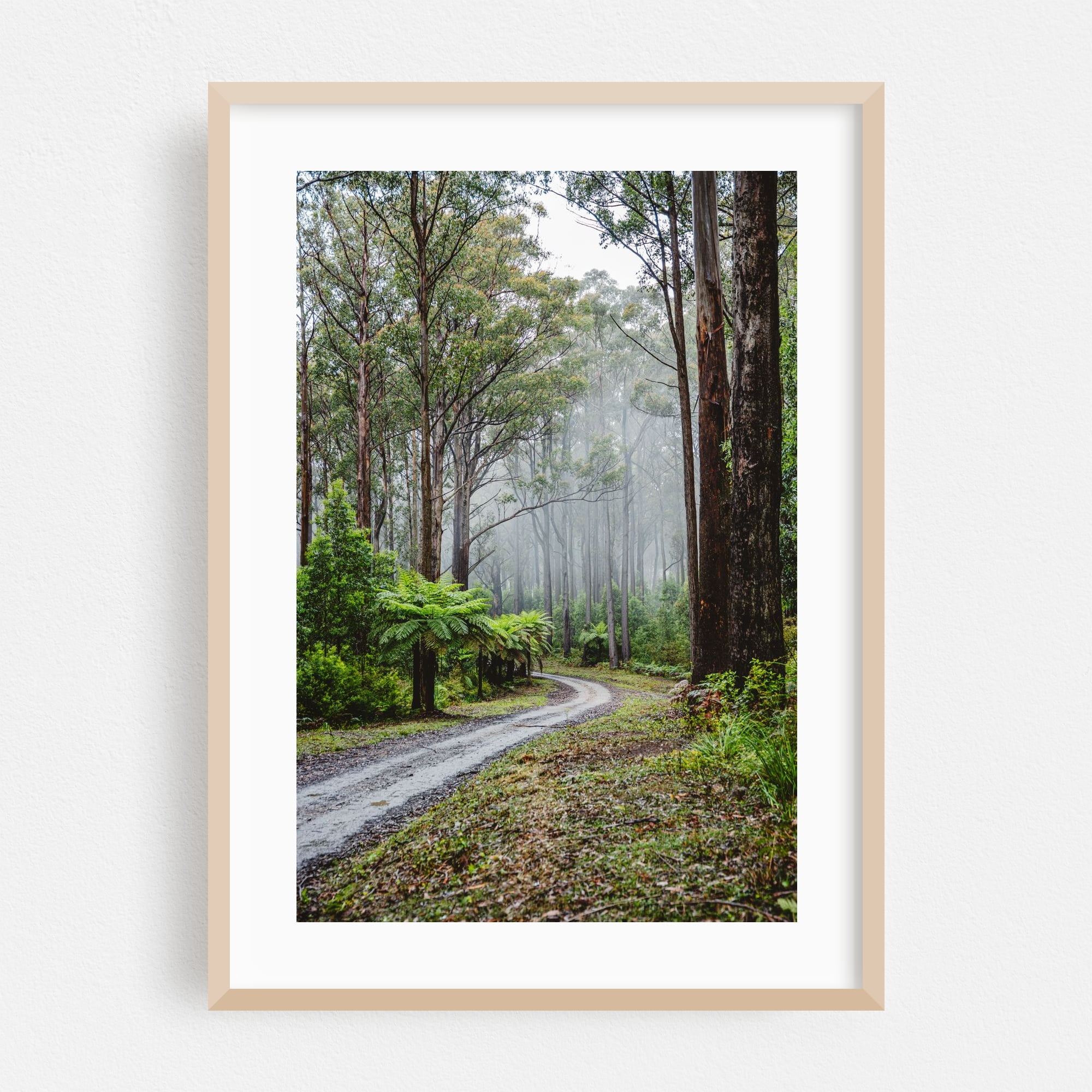 Bunyip Forest - Gentle Annie Victoria Australia Photography Forest ...