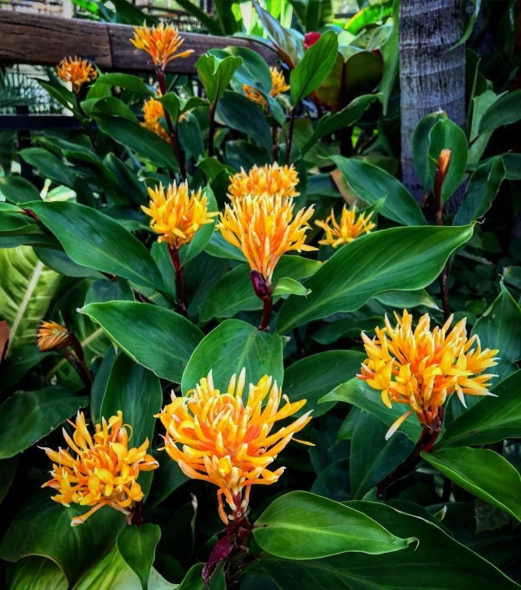 Burbidgea scheizocheila Ginger Golden Brush, 3 Inch Pot - Walmart.com