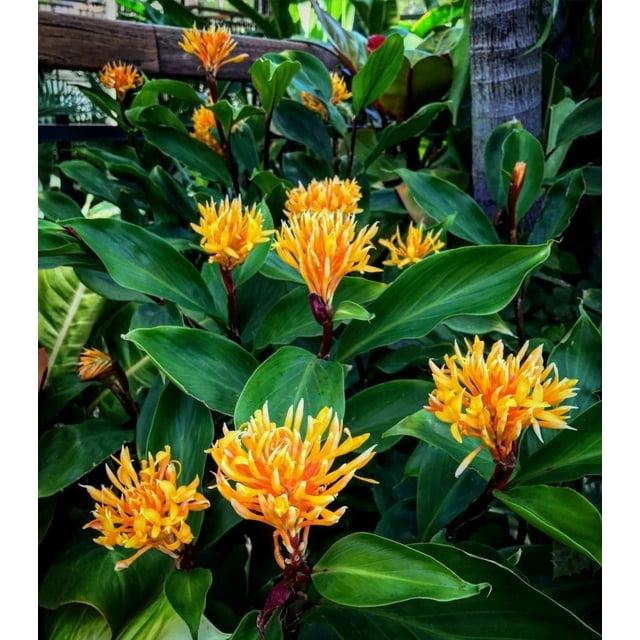 Burbidgea scheizocheila Ginger Golden Brush, 3 Inch Pot - Walmart.com