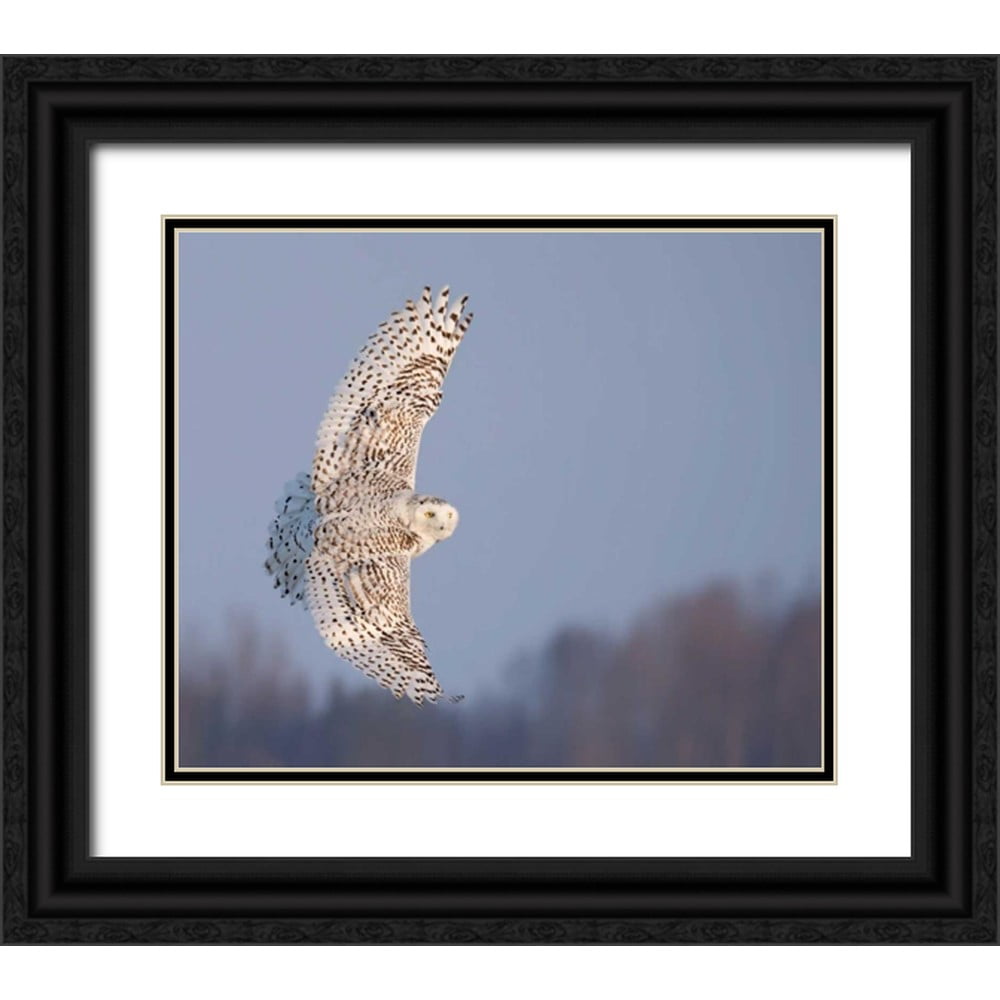 Burchett, PH 14x12 Black Ornate Wood Framed with Double Matting Museum Art Print Titled - Owl in ...