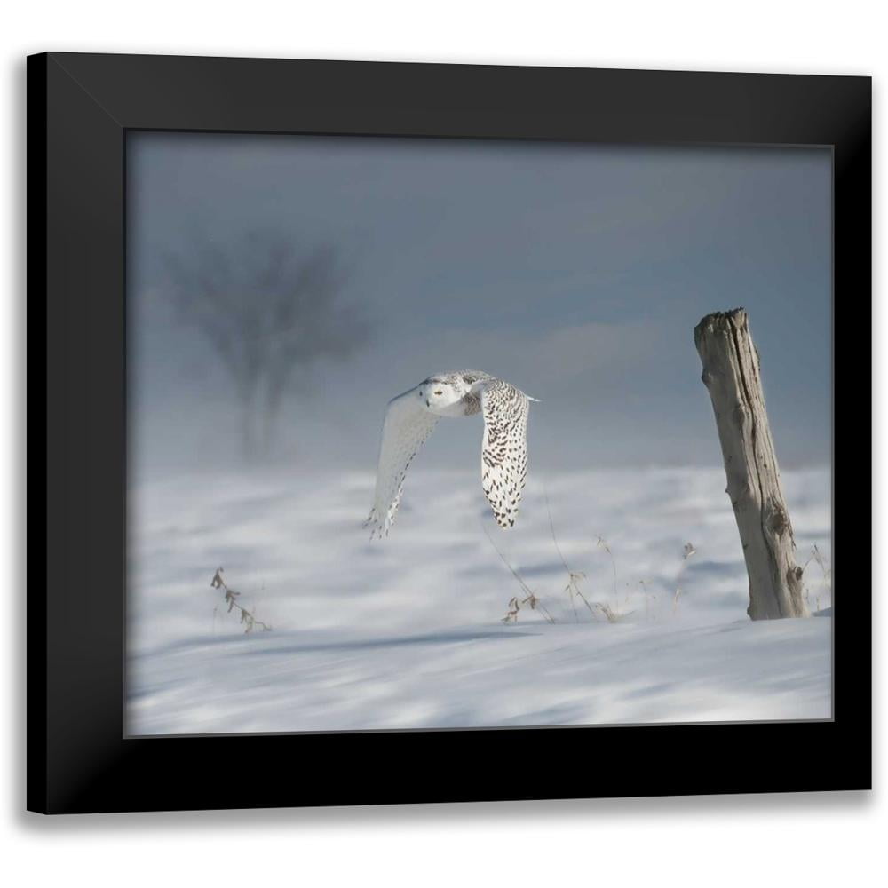 Burchett, PH 17x15 Black Modern Framed Museum Art Print Titled - Owl in Flight VI - Walmart.com