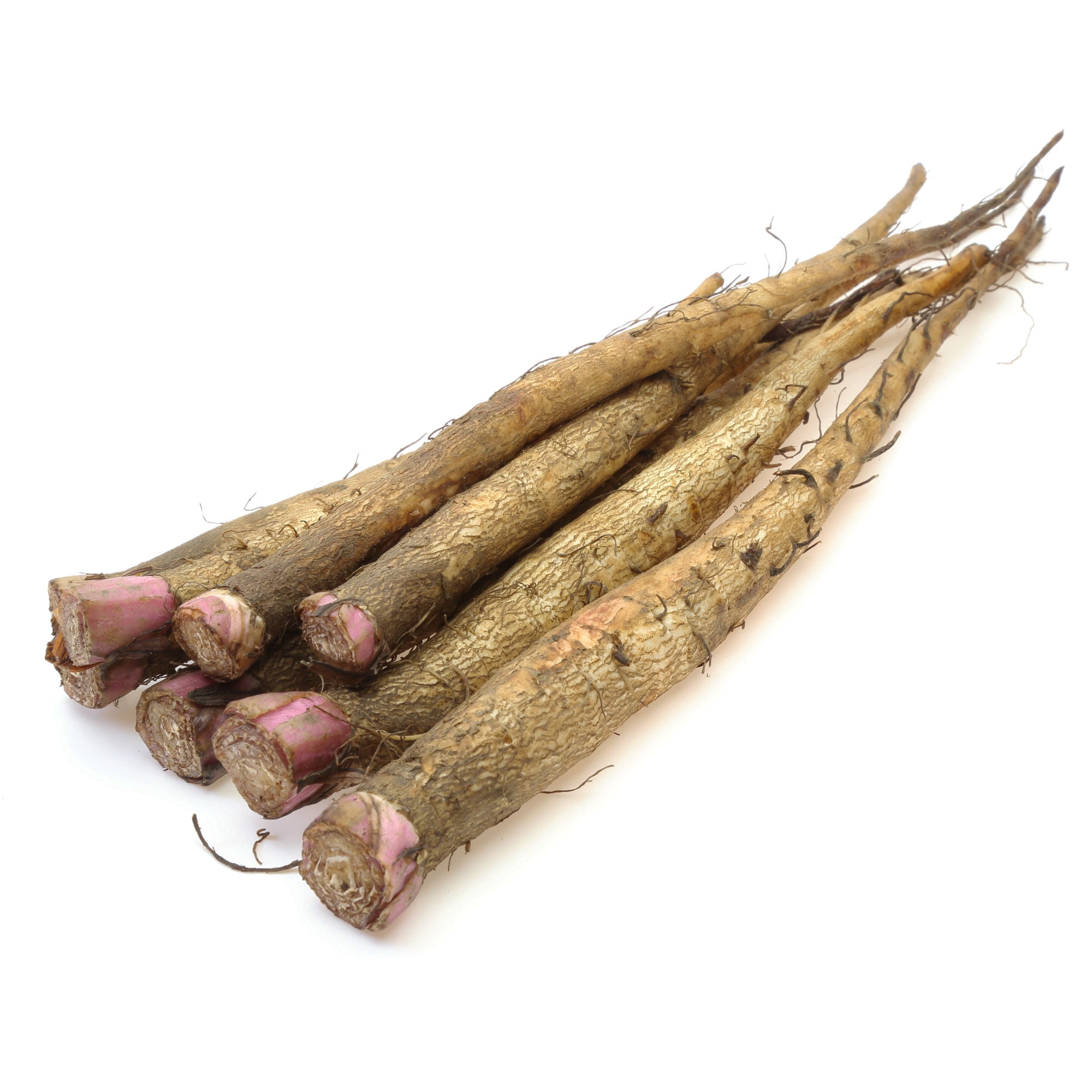 Burdock Seeds - Ha Gobo - 2 g Packet ~122 Seeds - Non-GMO, Heirloom ...