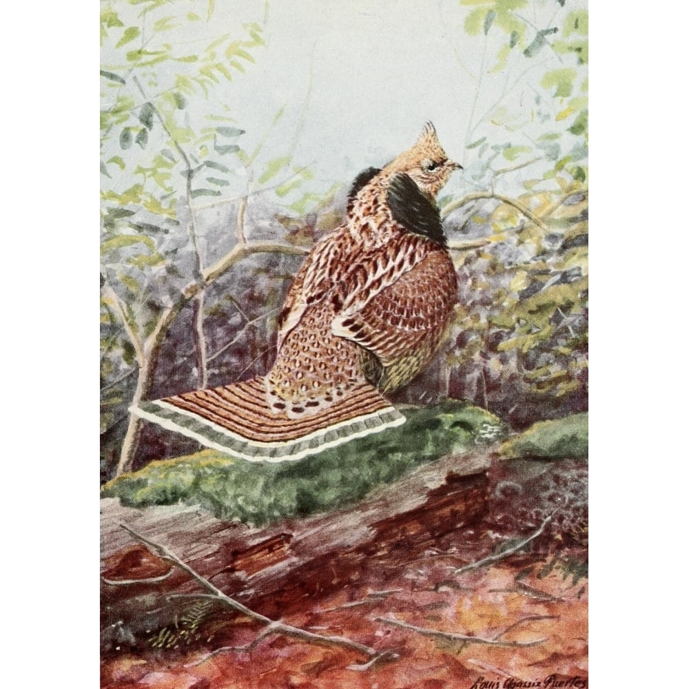 Burgess Bird Book 1919 Ruffed Grouse Poster Print by L.A. Fuertes (18 x ...