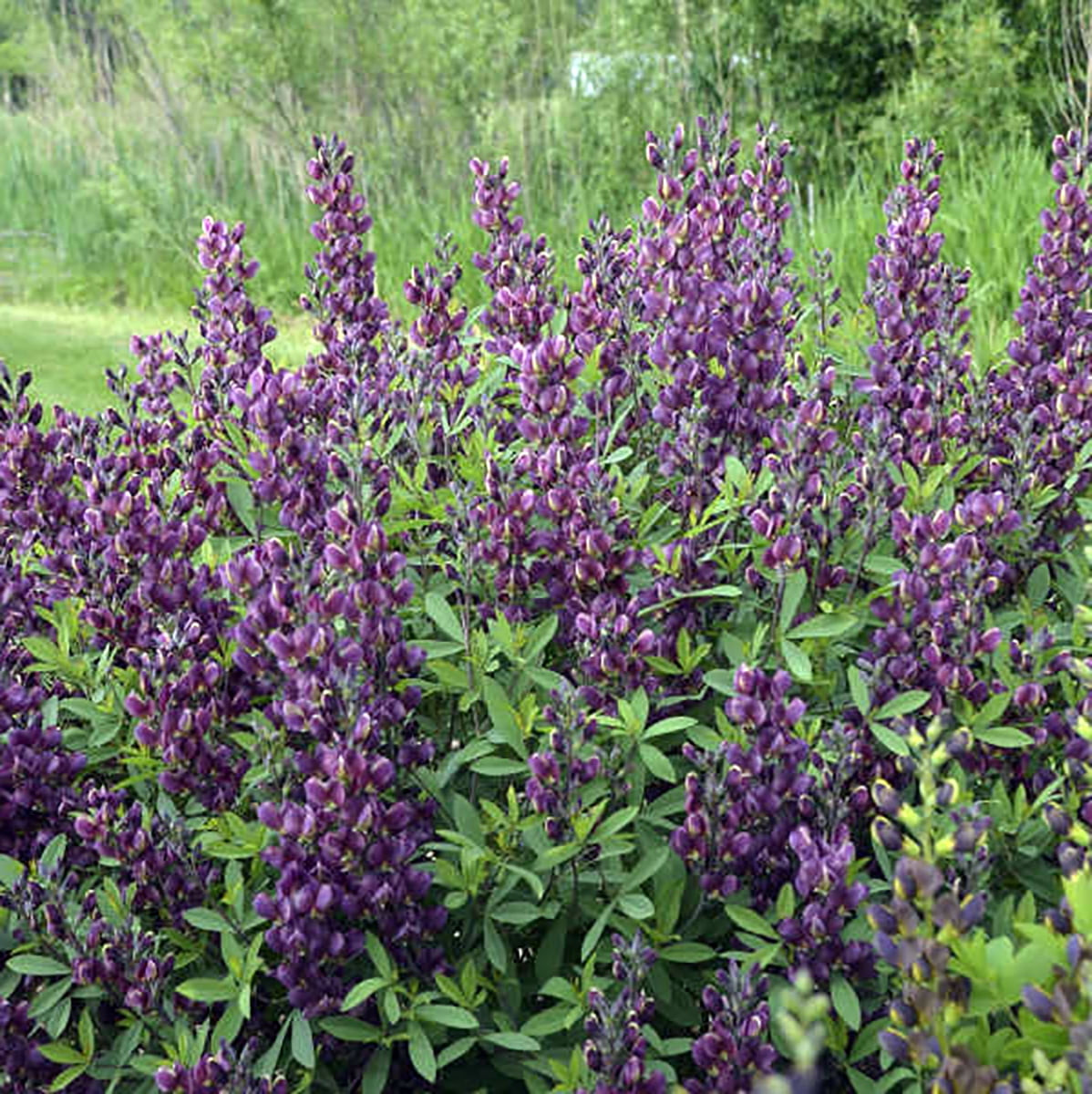Burgundy Blast False Indigo Perennial - Baptisia australis - Gallon Pot ...