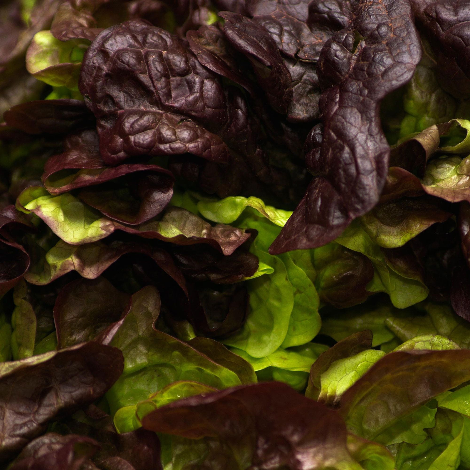 Burgundy Boston Butterhead Lettuce 4 oz ~6,400 Seeds – Non-GMO ...