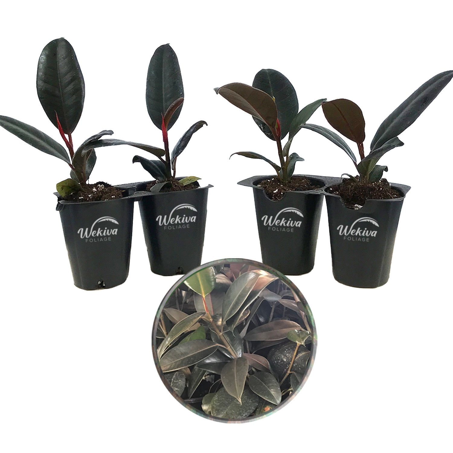 Burgundy Ficus Tree - Rubber Tree - 4 Live Starter Plants in 2 Inch ...