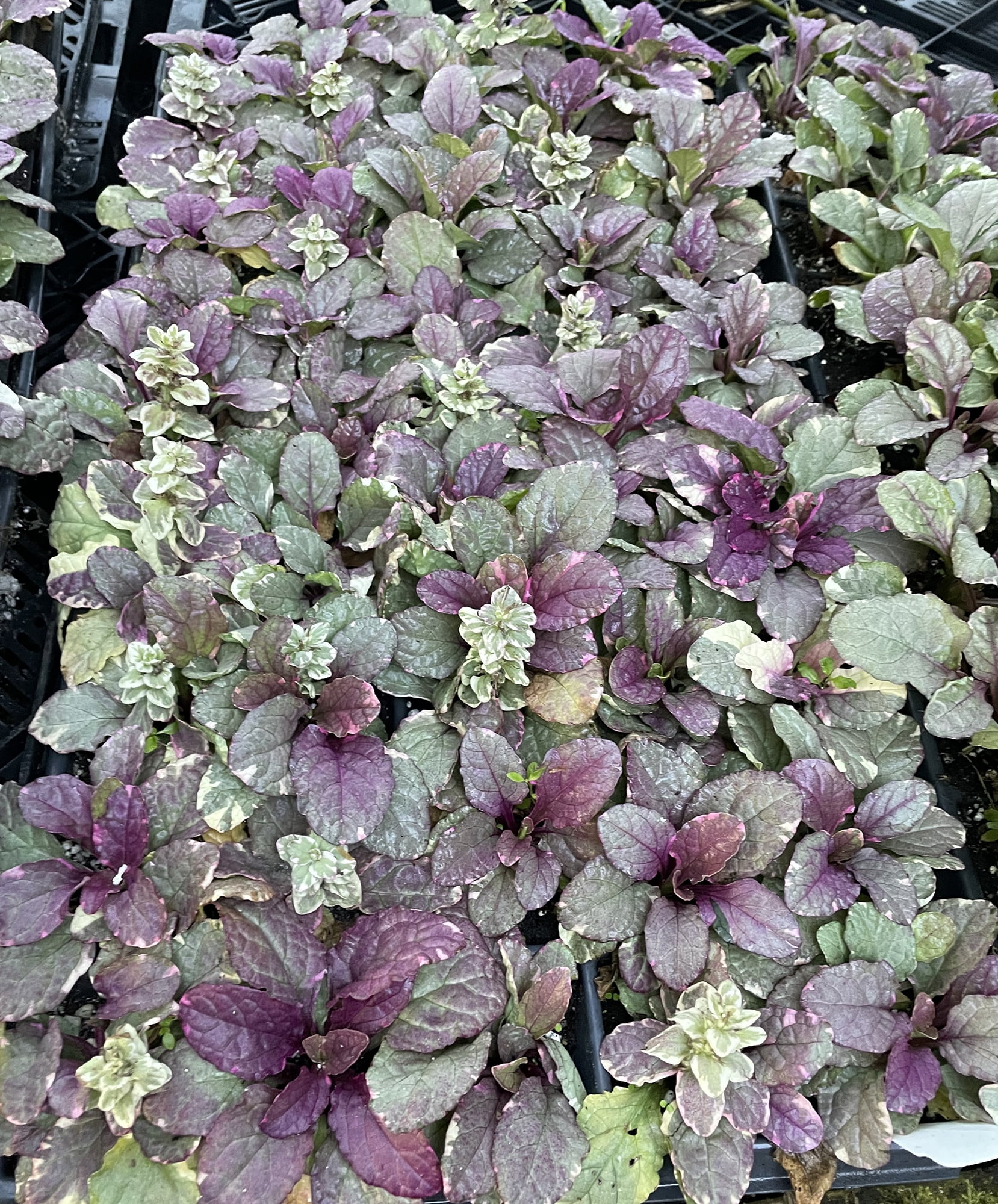 Burgundy Glow Ajuga 48 Plants - Carpet Bugle - Very Hardy -1 3/4" Pots ...