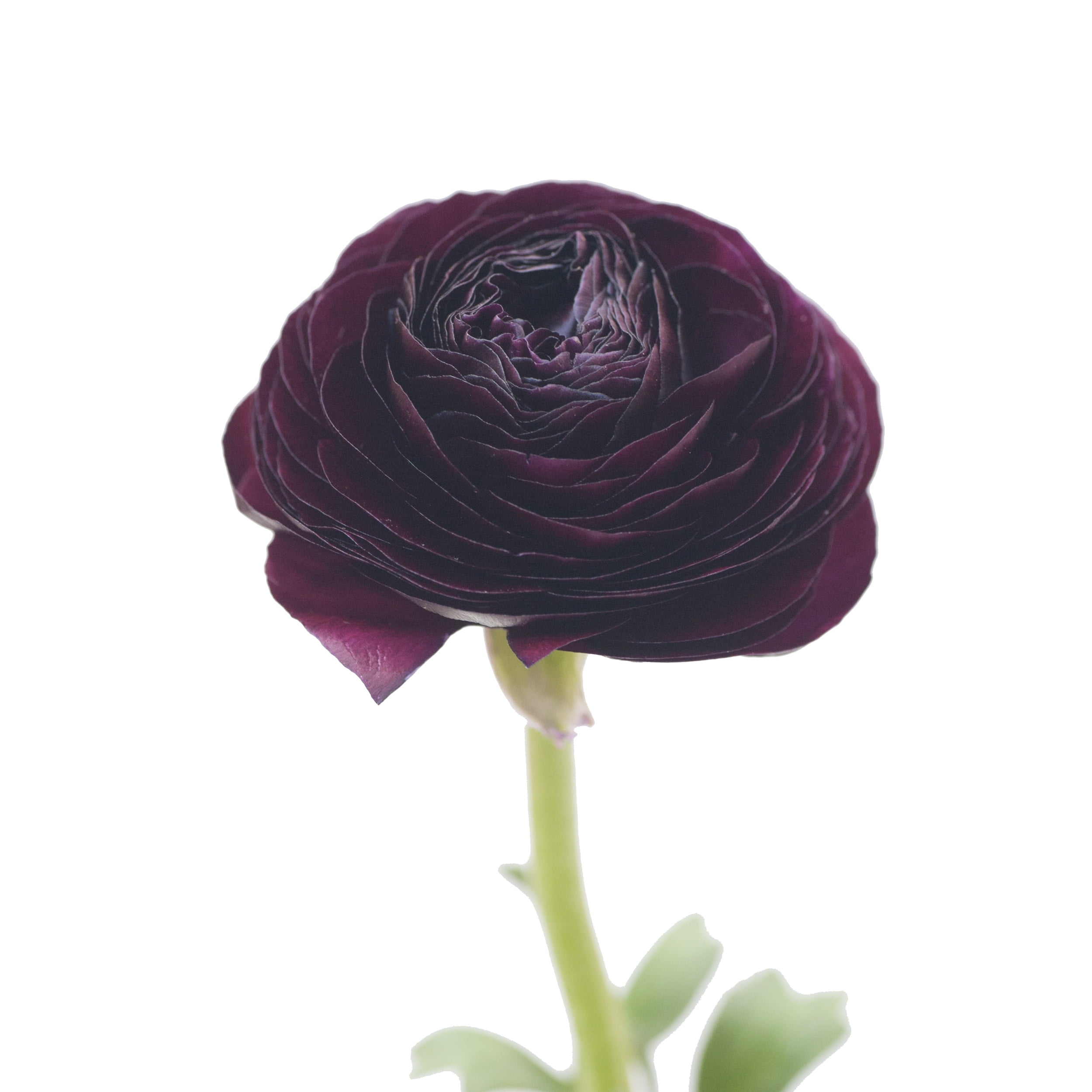 Burgundy Ranunculus - Farm Direct Fresh Cut Flowers - 300 Stems ...