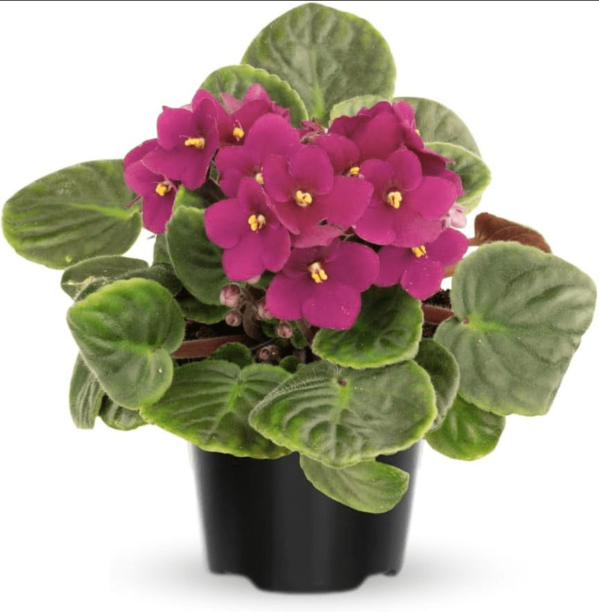 Burgundy Red Africa Violets Live Plant for Planting Indoor Outdoor, Red ...