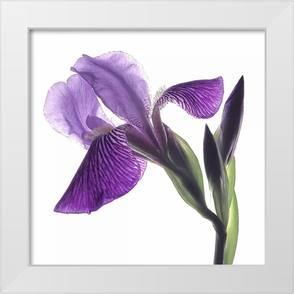 Burkhart, Monika 12x12 White Modern Wood Framed Museum Art Print Titled ...