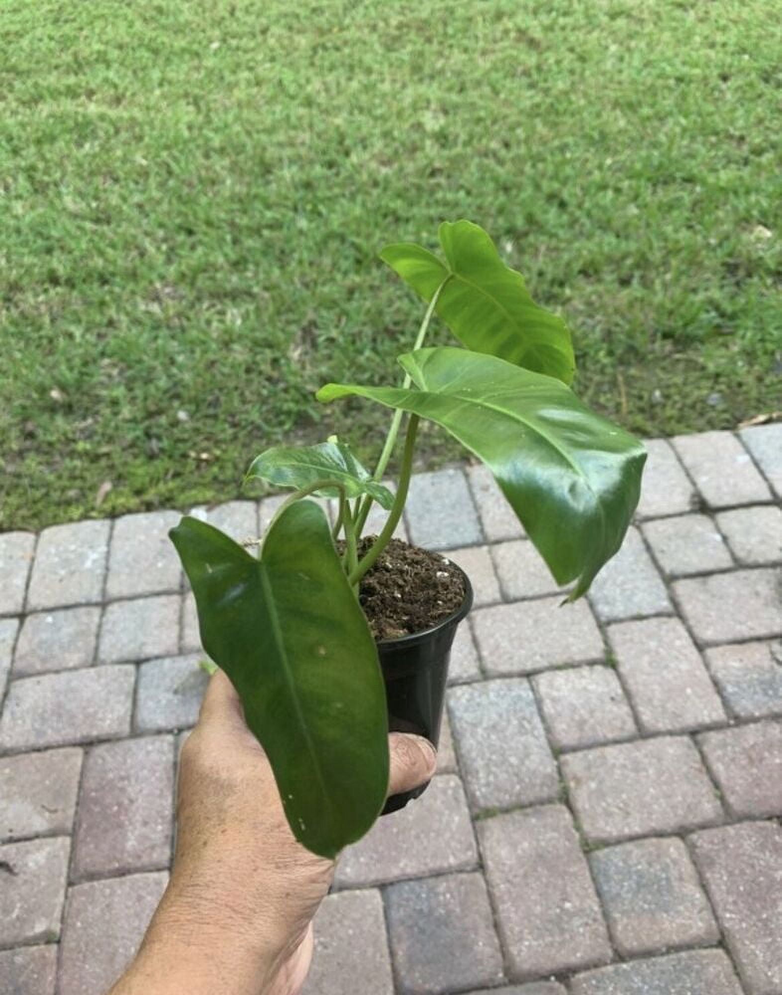 Burle Marx Philodendron Plant USPS Priority - Walmart.com