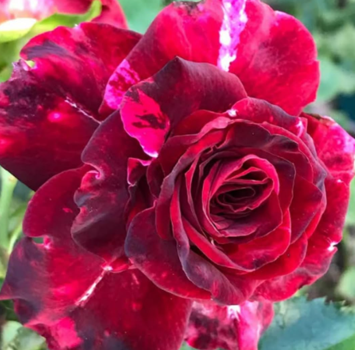 Burlesque Red Purple Rose Plants Climbing, Roses Bushes Plant Live Tree ...