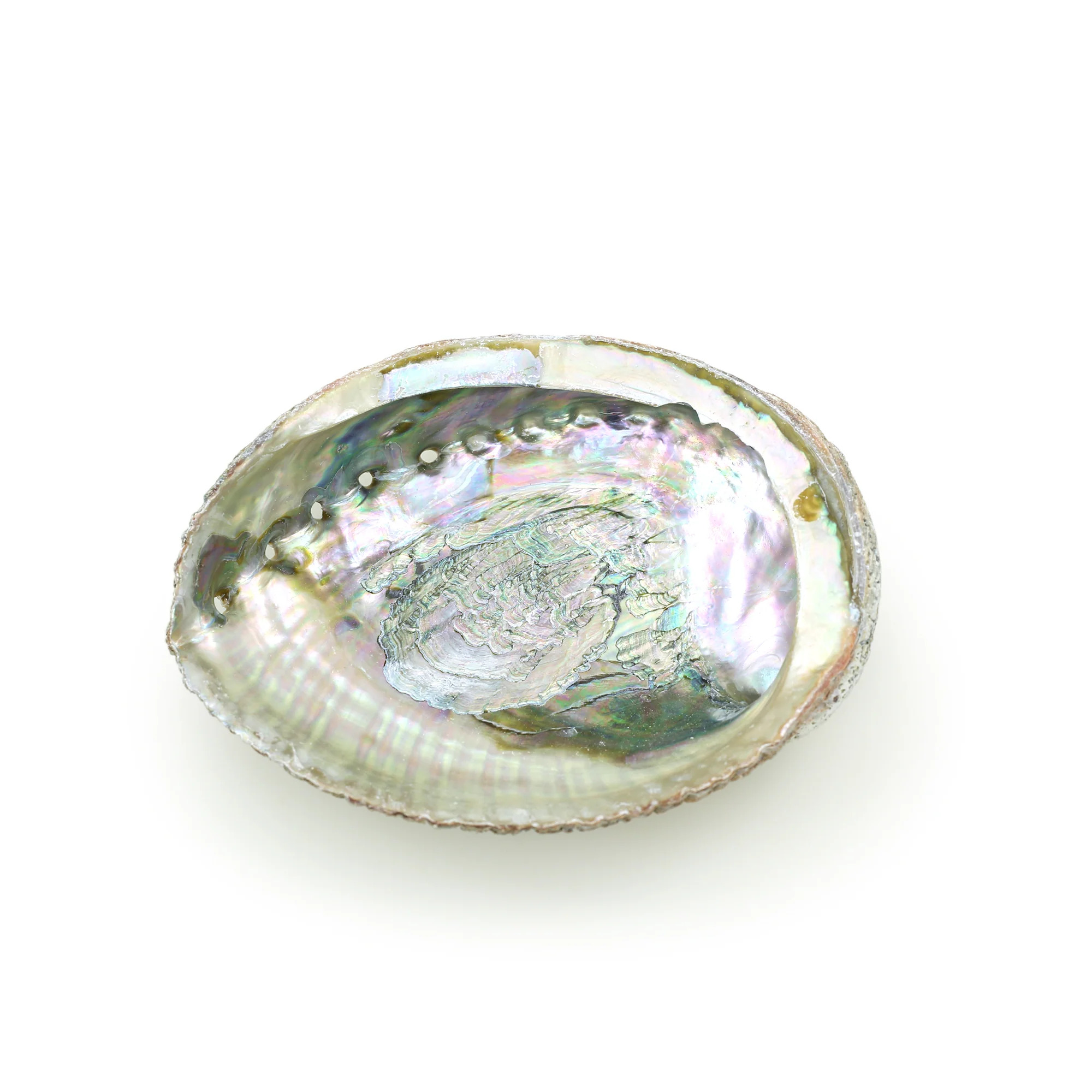 Burner - Abalone shell - Large 5"-6.5" - Walmart.com