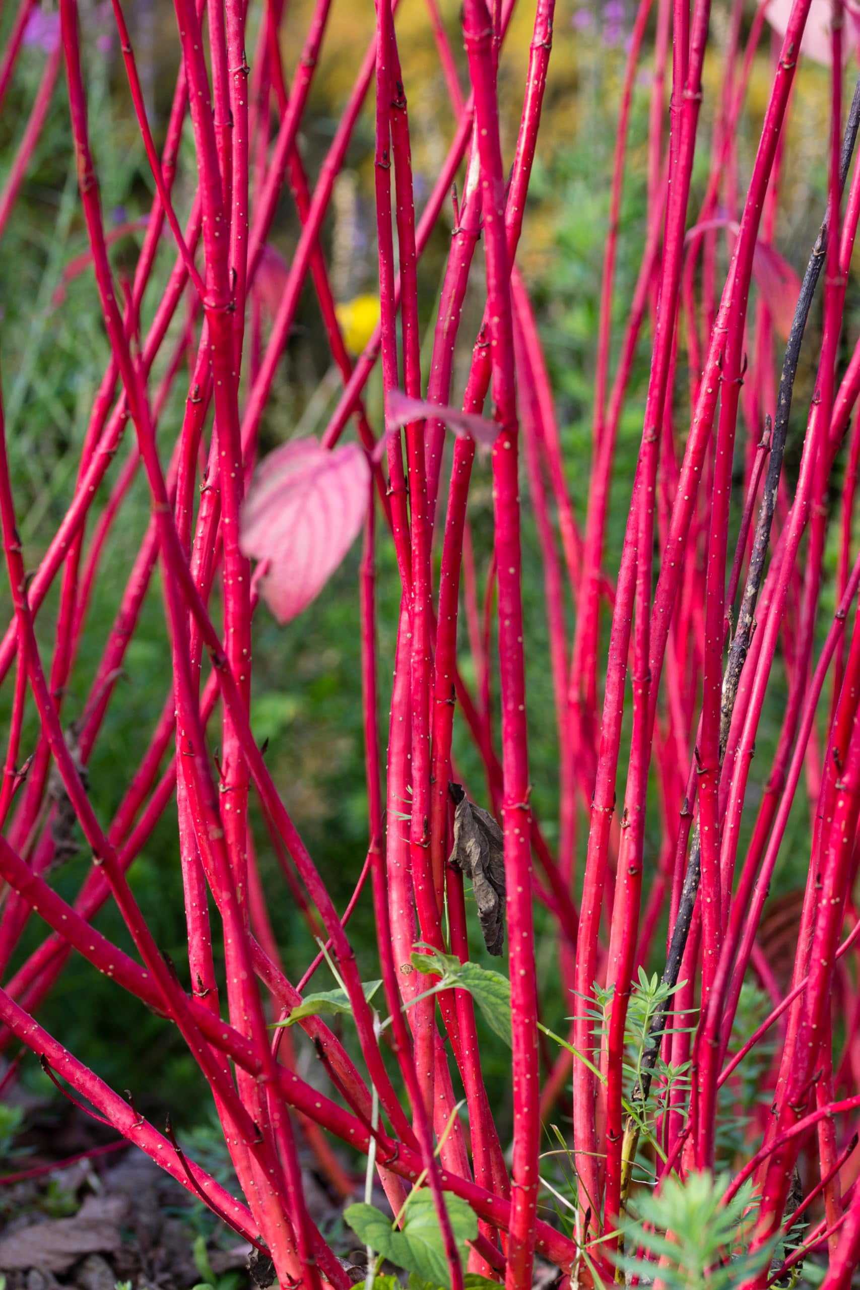 Burning Bush Cuttings to Grow - Red Bright Willow (2 Cuttings ...