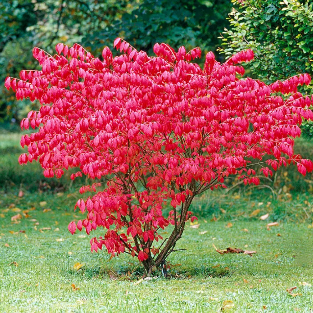Burning Bush Live Plant, 3 - 5 Inches Height, Dormant, Burning Bushes ...