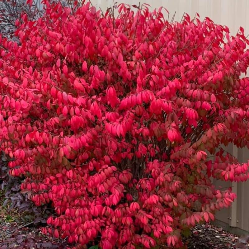Burning Bush Plant, Dwarf Burning Bush Tree, Euonymus Burning Bush 4'' Pot, No Ship to AK, HI ...