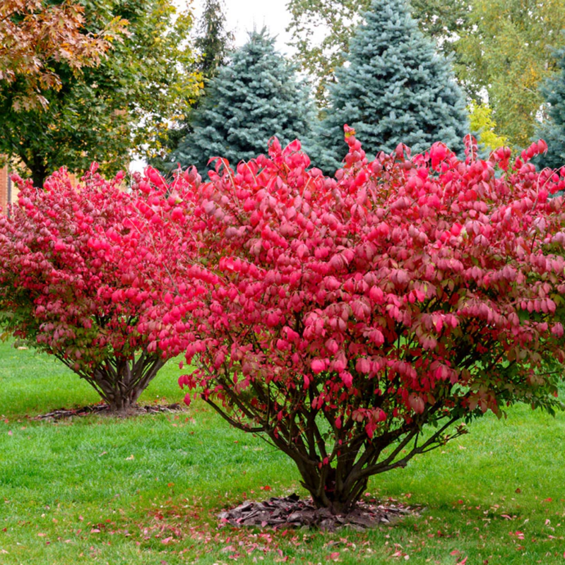Burning Bush Shrub, Dwarf Burning Bush Live Plant Potted 6-10 Inches, No Ship to HI, AK, PR ...