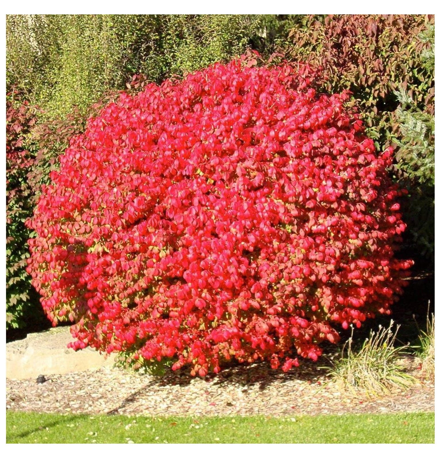 Conomatic Multi Spindle