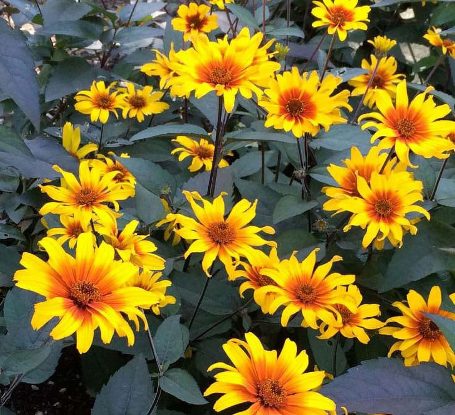 Burning Hearts Heliopsis Perennial - Flaming Red Blooms - Quart Pot ...