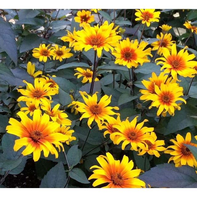 Burning Hearts Heliopsis Perennial - Flaming Red Blooms - Quart Pot ...