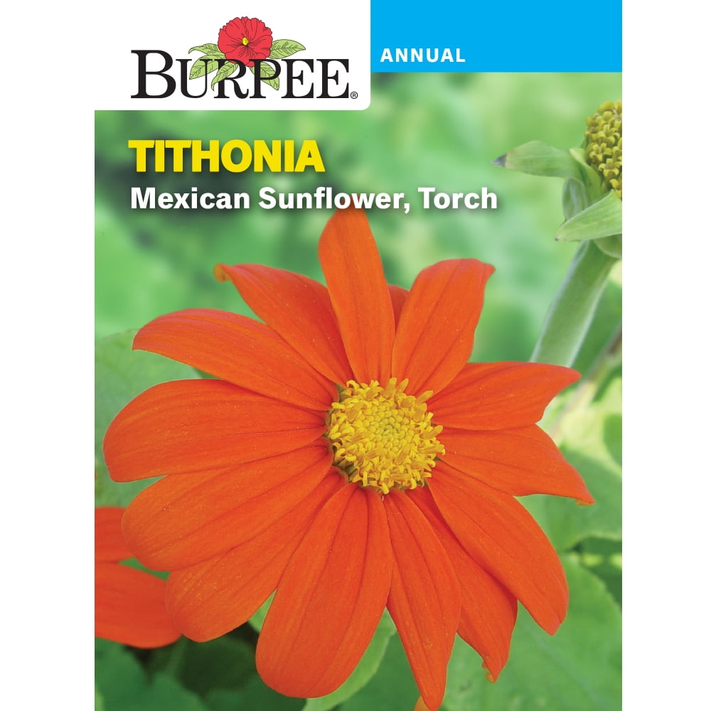 Burpee 460 mg Mexican Sunflower Torch Tithonia, Annual Flower Seed ...