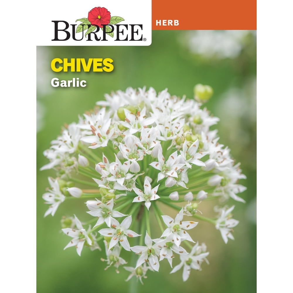 Burpee 480 mg Chives Garlic Perennial Herb with 24-inch Height in Full ...