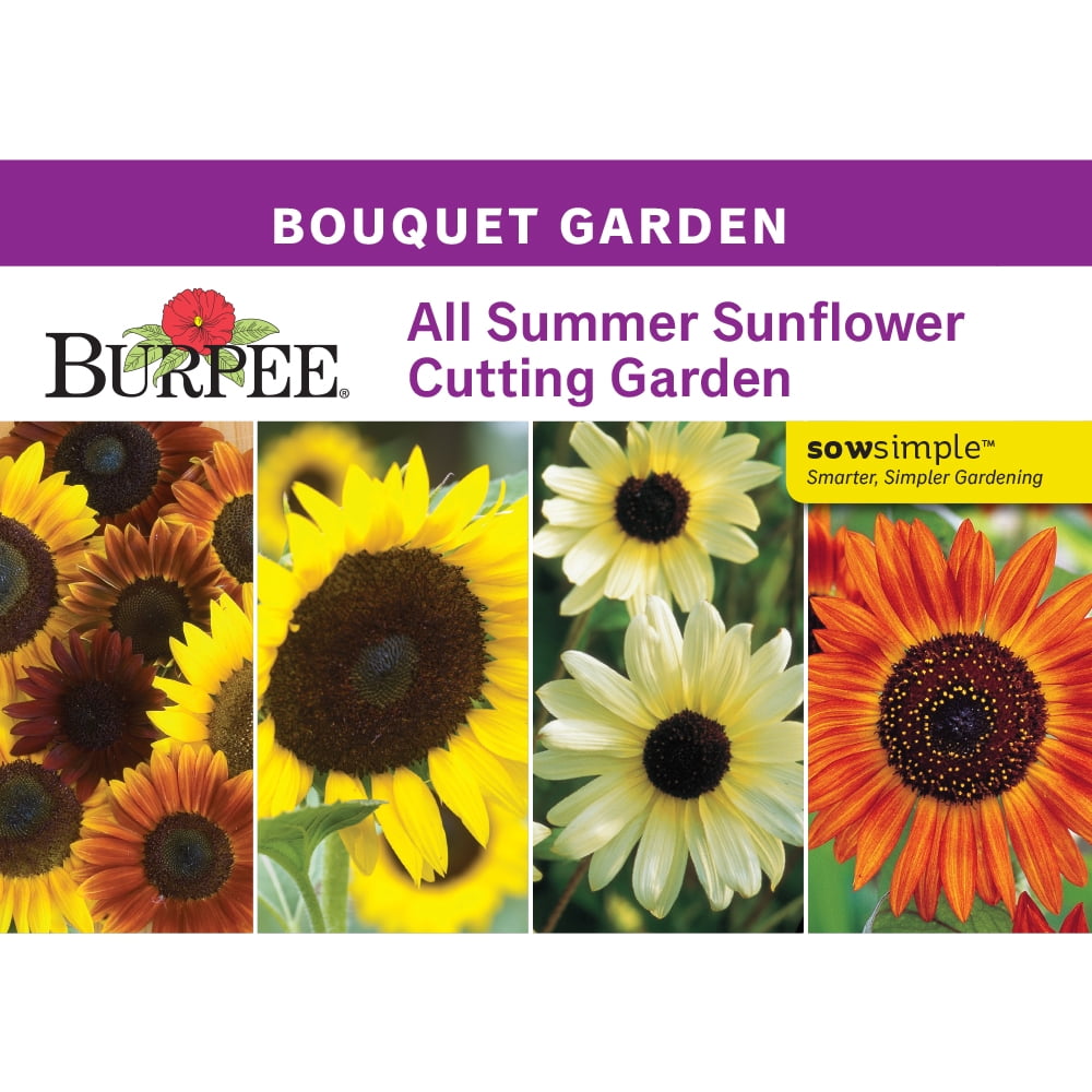 Burpee All Summer Sunflower Cutting Garden Starter Garden Flower Seed ...