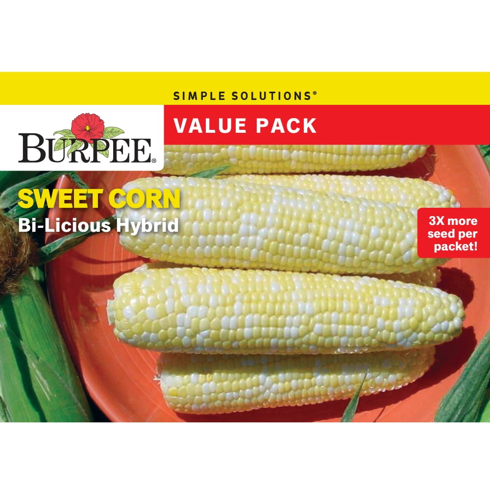 Burpee Bi-Licious Hybrid Sweet Corn Vegetable Seed Value Pack, 1-Pack ...