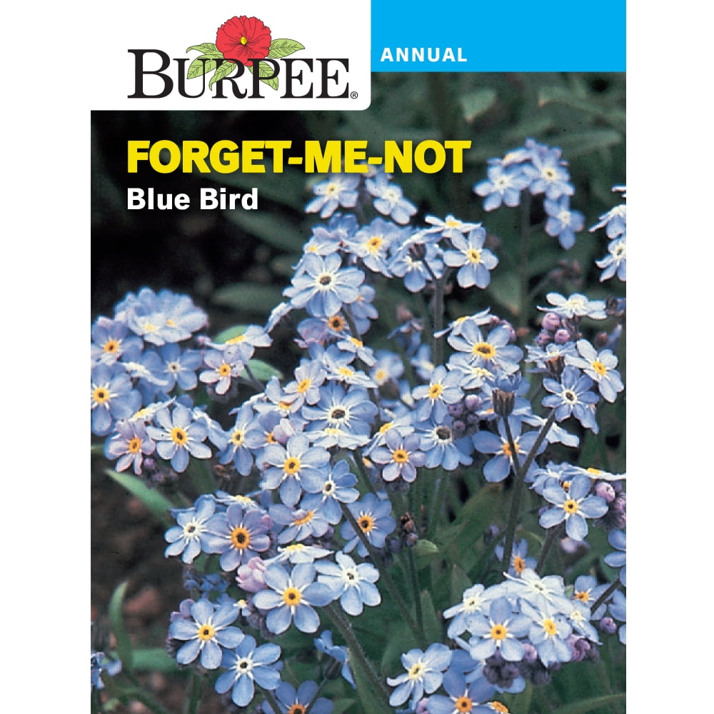 Burpee Blue Bird Forget-Me-Not Annual Flower Seed, 1-Pack, Full Sun ...