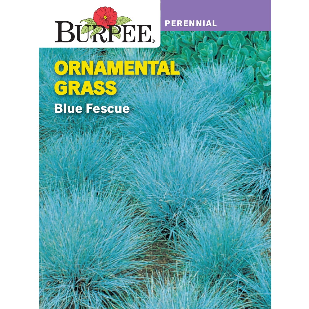 Burpee Blue Fescue Ornamental Grass Seed, Perennial Grass, Full Sun ...