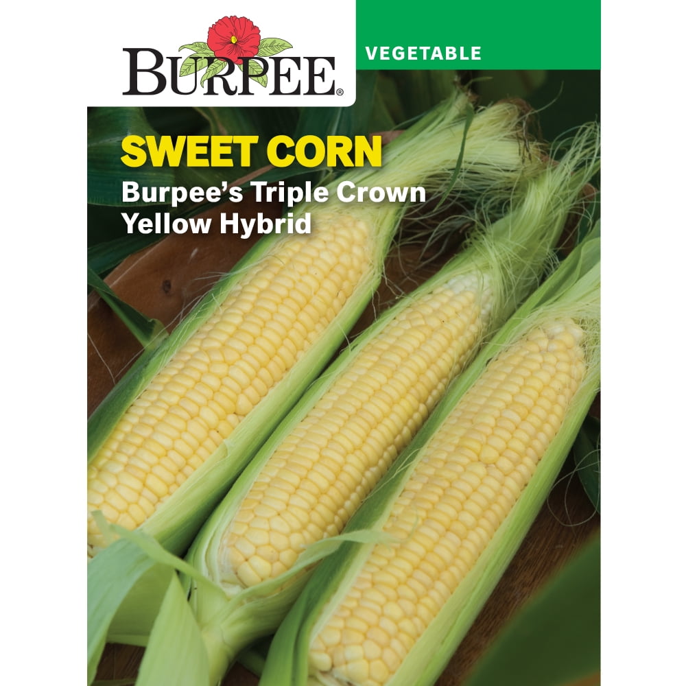 Burpee Burpee's Triple Crown Yellow Hybrid Sweet Corn Vegetable Seed, 1 ...