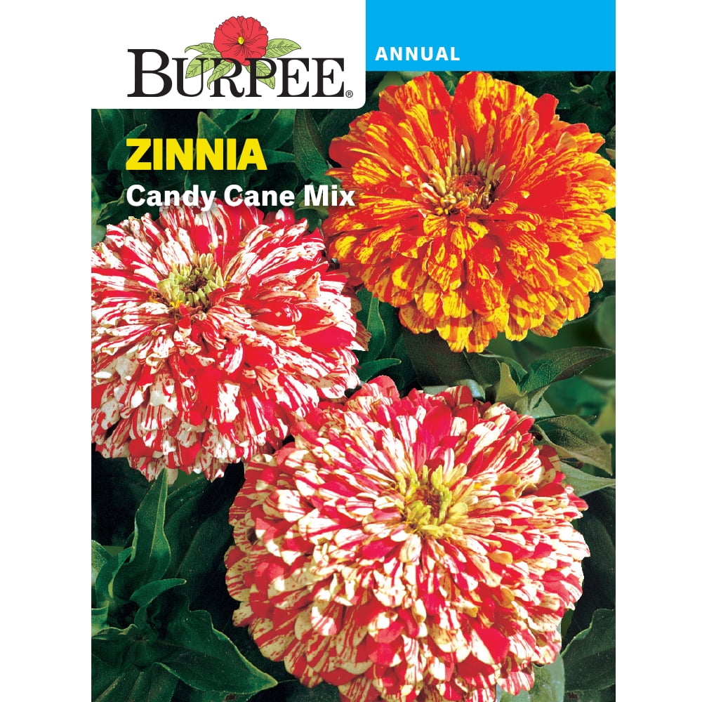 Burpee Candy Cane Mix Zinnia Annual Flower Seeds, 1-Pack, Full Sun ...